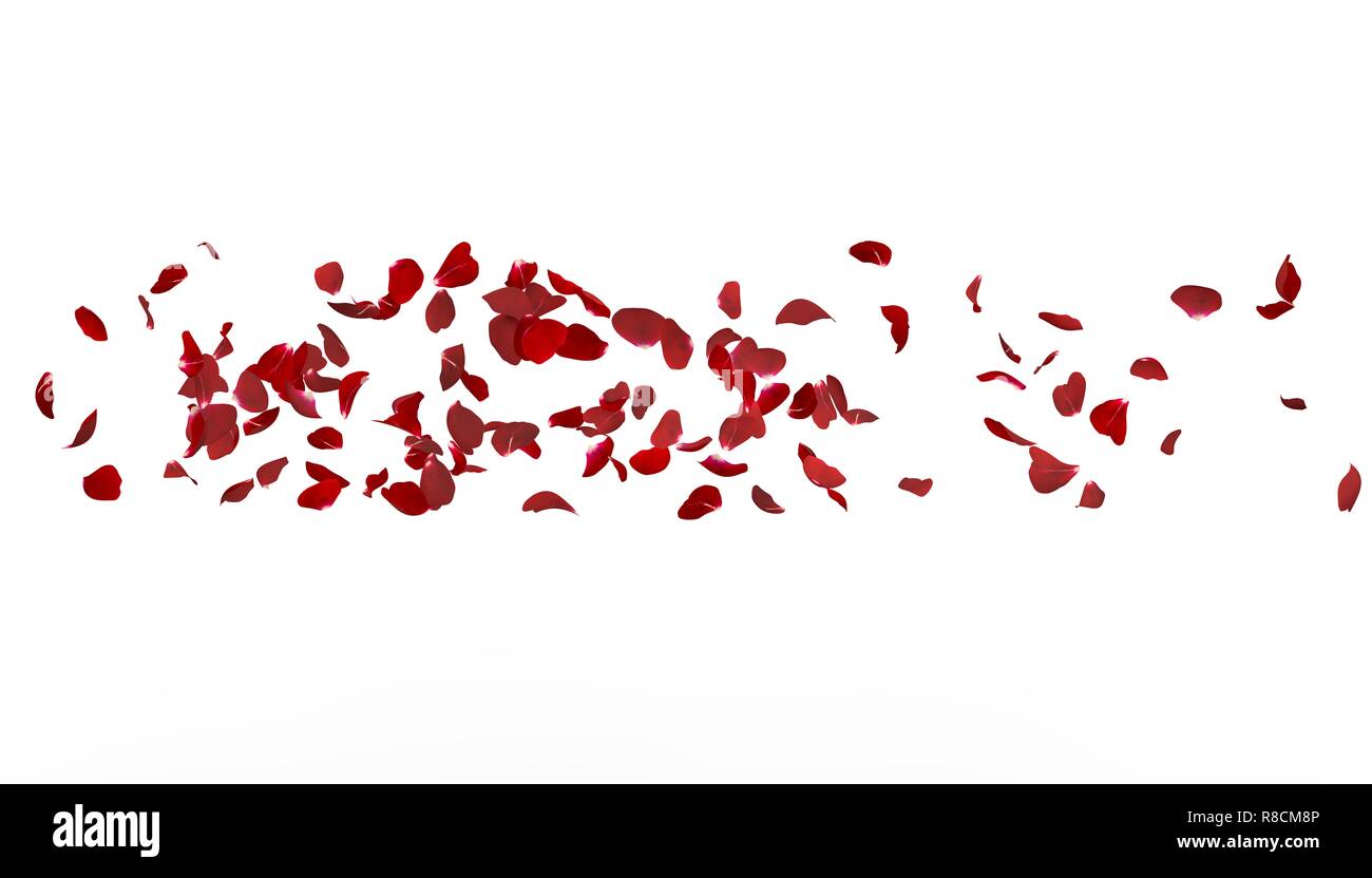 The petals of a red rose fly far into the distance. White isolated ...