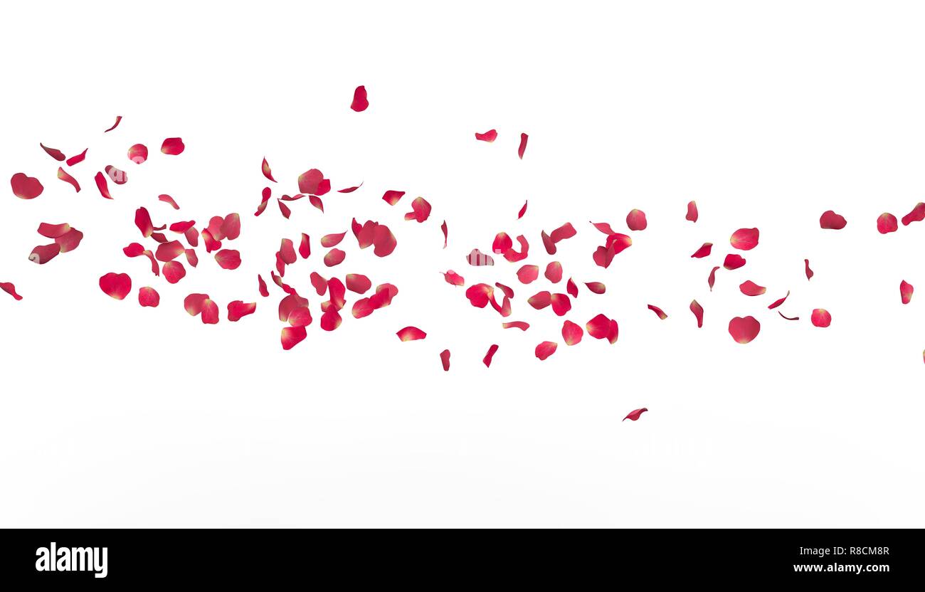 The petals of a red rose fly far into the distance. White isolated ...