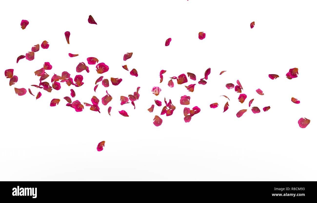 The petals of a red rose fly far into the distance. White isolated ...