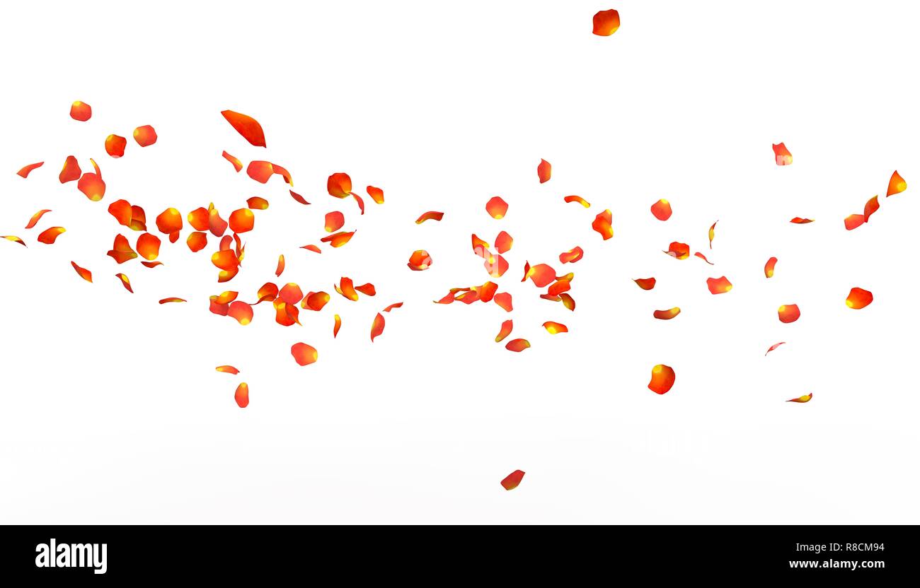 The petals of a orange rose fly far into the distance. White isolated ...