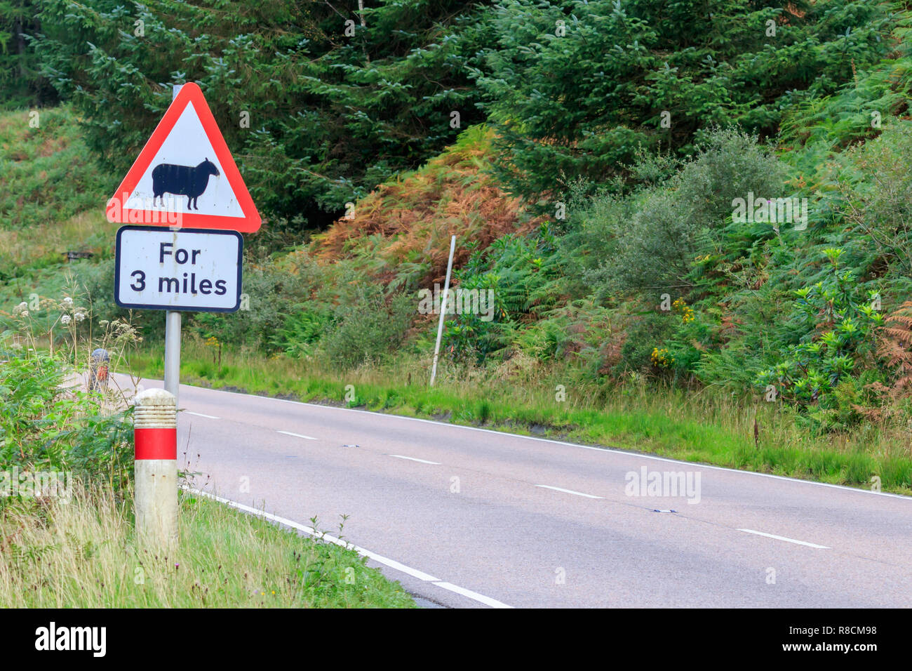 UK Triangle road sign warning of sheep Stock Photo - Alamy