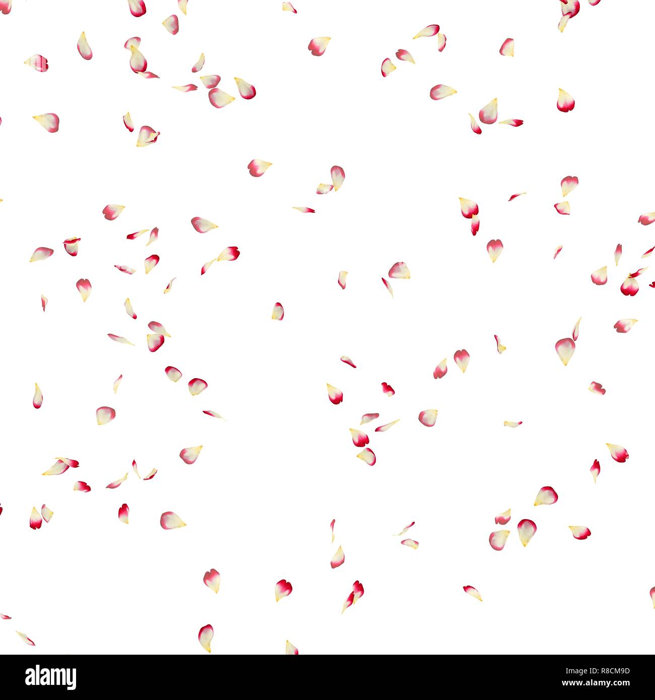 Rose petals fly in the air. White isolated background Stock Photo - Alamy
