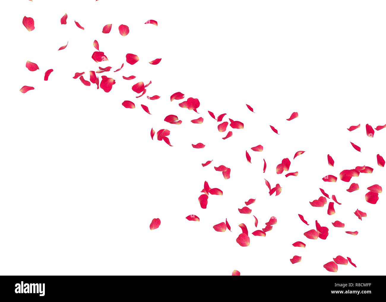The petals of a red rose fly far into the distance. White isolated ...