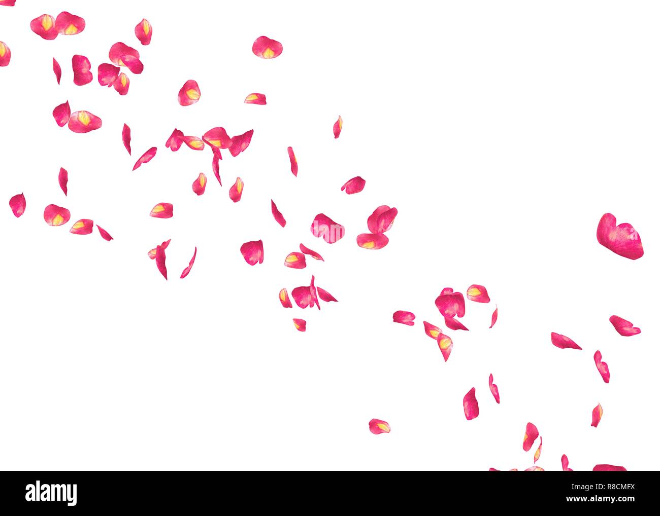The petals of a red rose fly far into the distance. White isolated ...