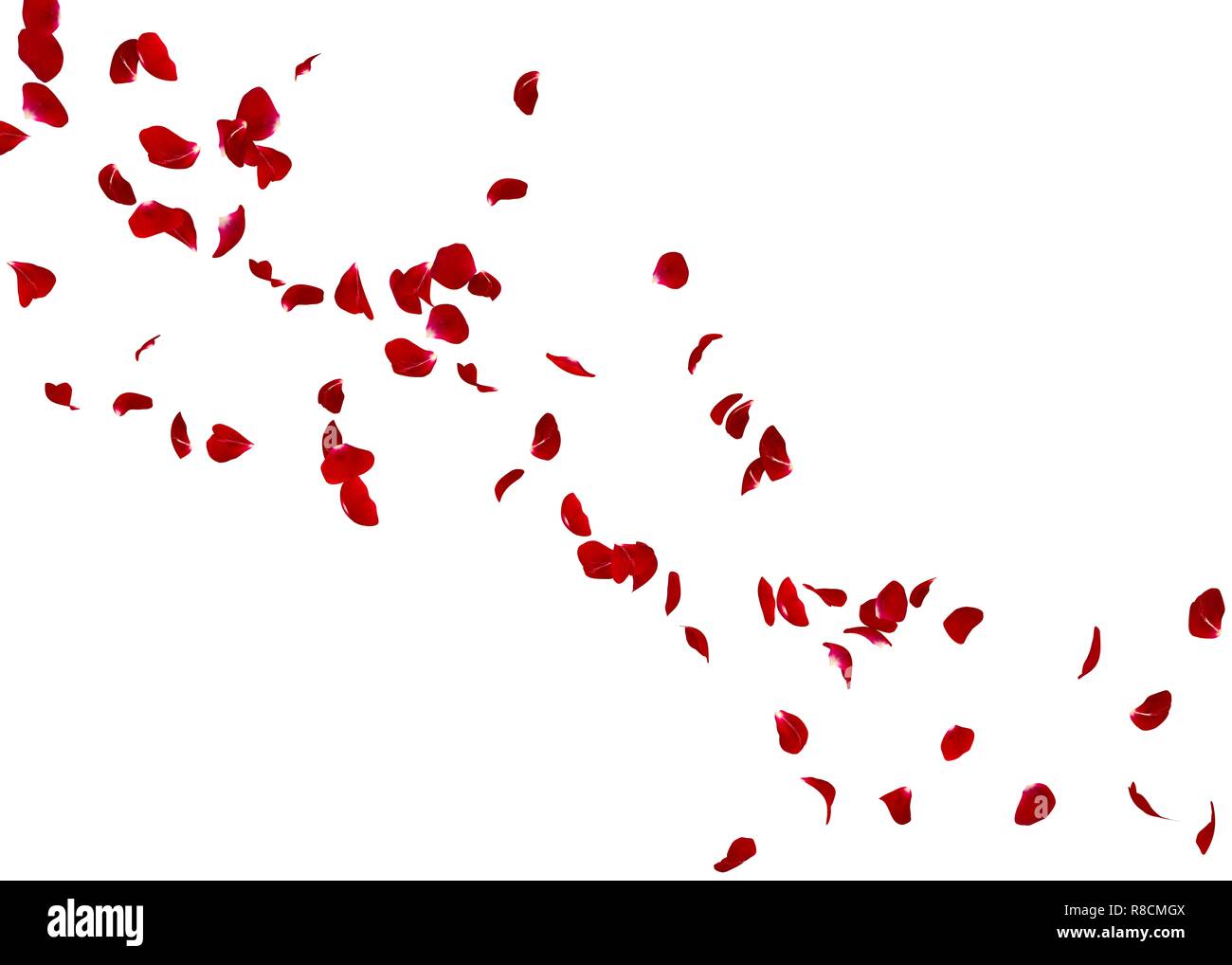 The petals of a red rose fly far into the distance. White isolated ...