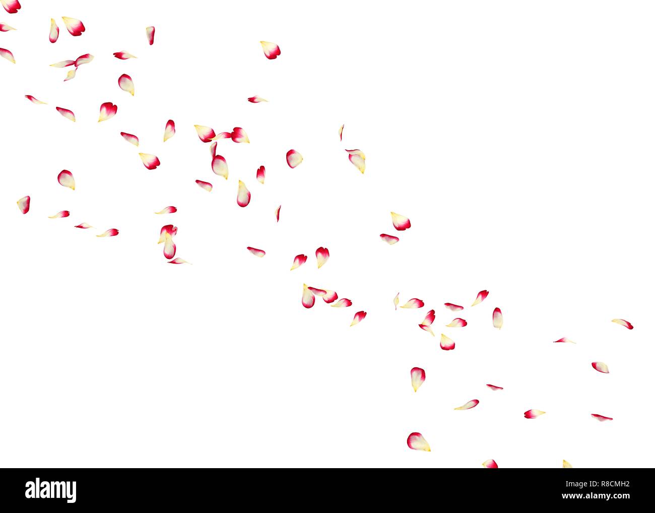 The petals of a red rose fly far into the distance. White isolated ...