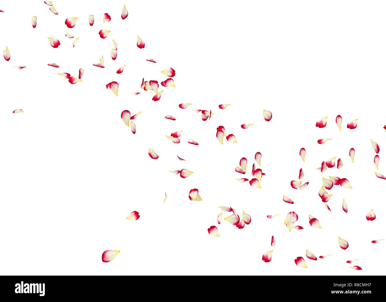 The petals of a red rose fly far into the distance. White isolated ...