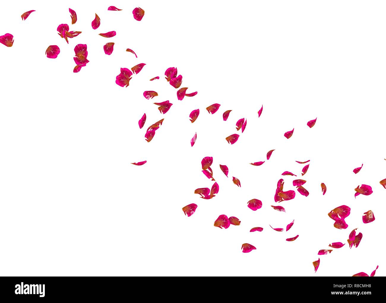 The petals of a red rose fly far into the distance. White isolated ...