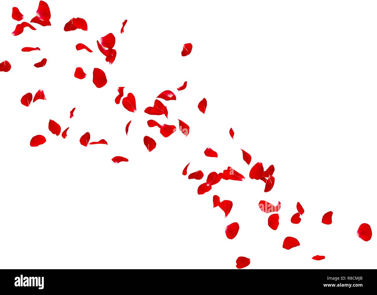 The petals of a red rose fly far into the distance. White isolated ...