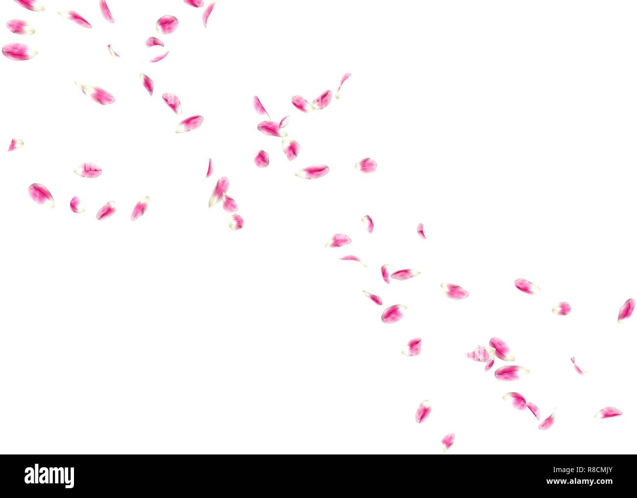 The petals of a tulip fly far into the distance. White isolated ...