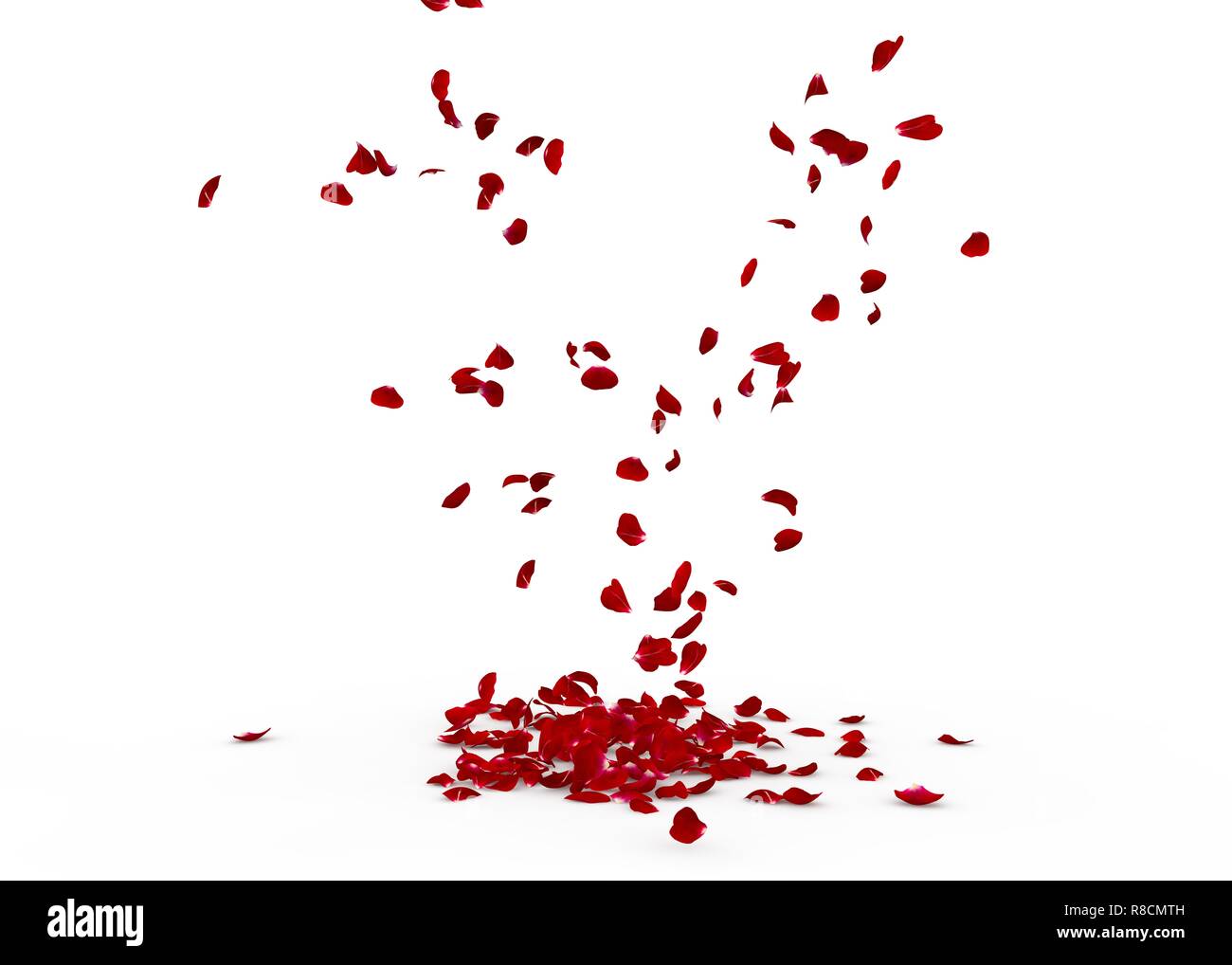 Rose petals fall to the floor. Isolated background Stock Photo - Alamy