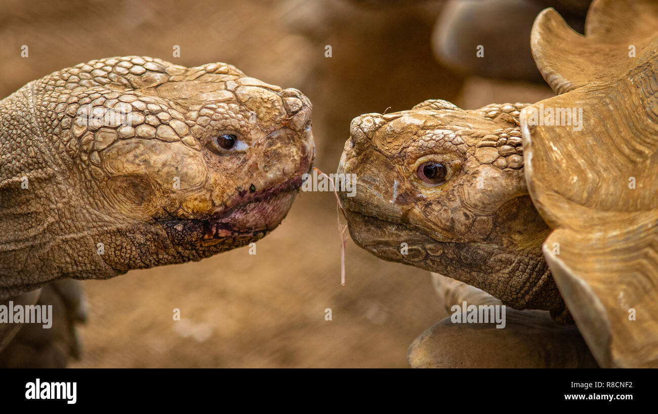 African spurred tortoise mating hi-res stock photography and images - Alamy