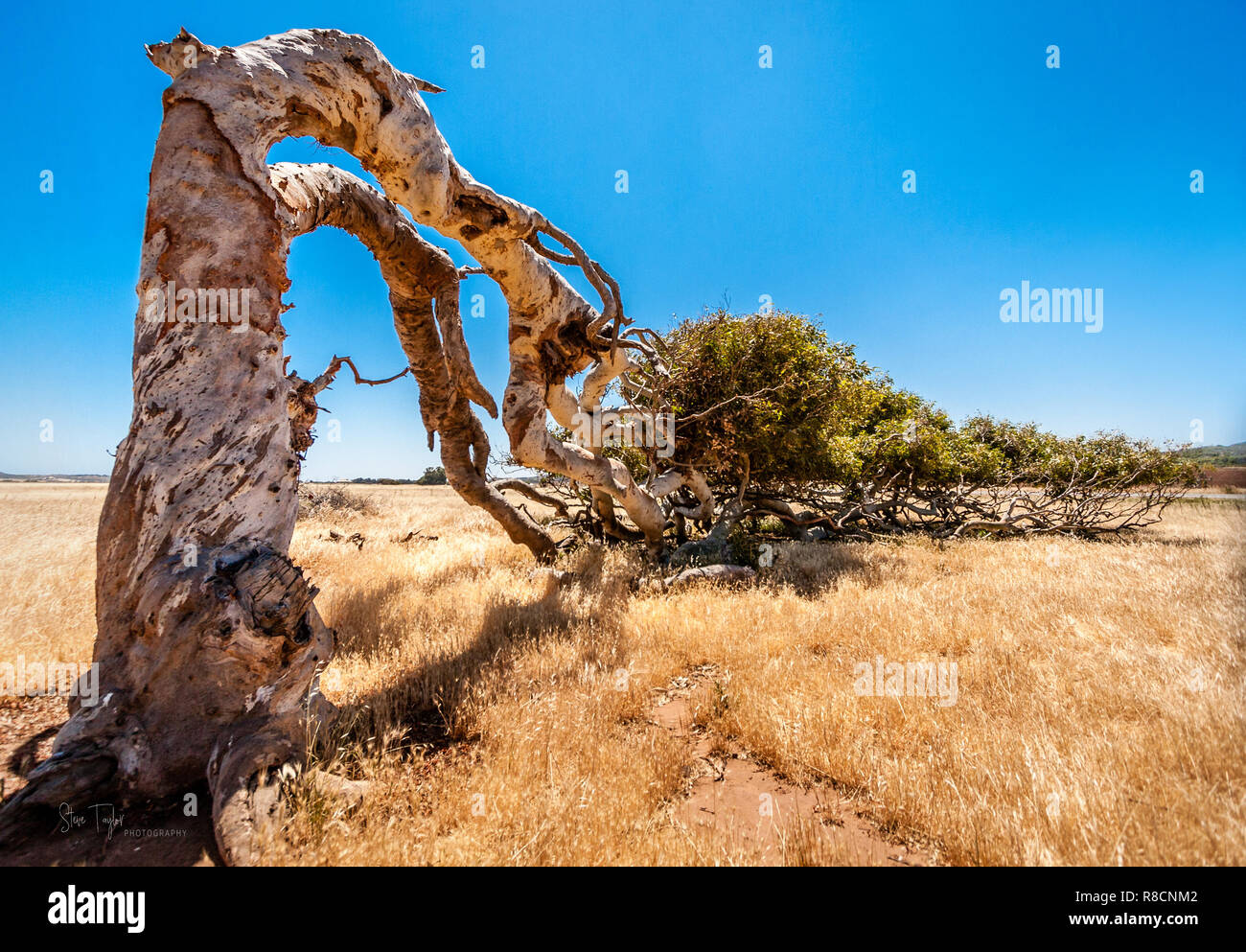 Wind blown tree hi-res stock photography and images - Alamy