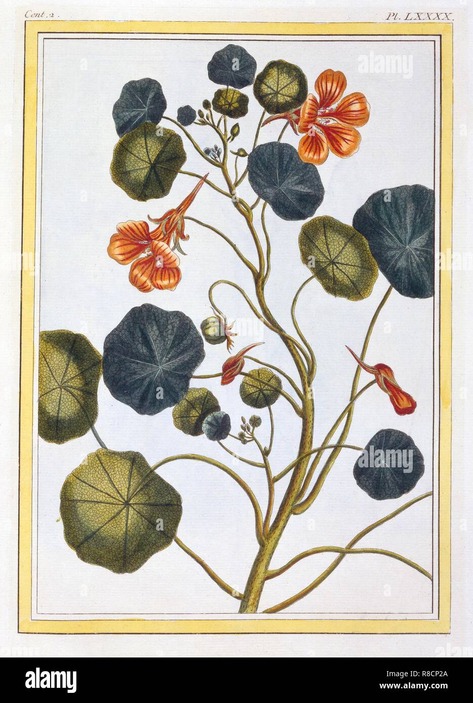 Capucine hi-res stock photography and images - Alamy