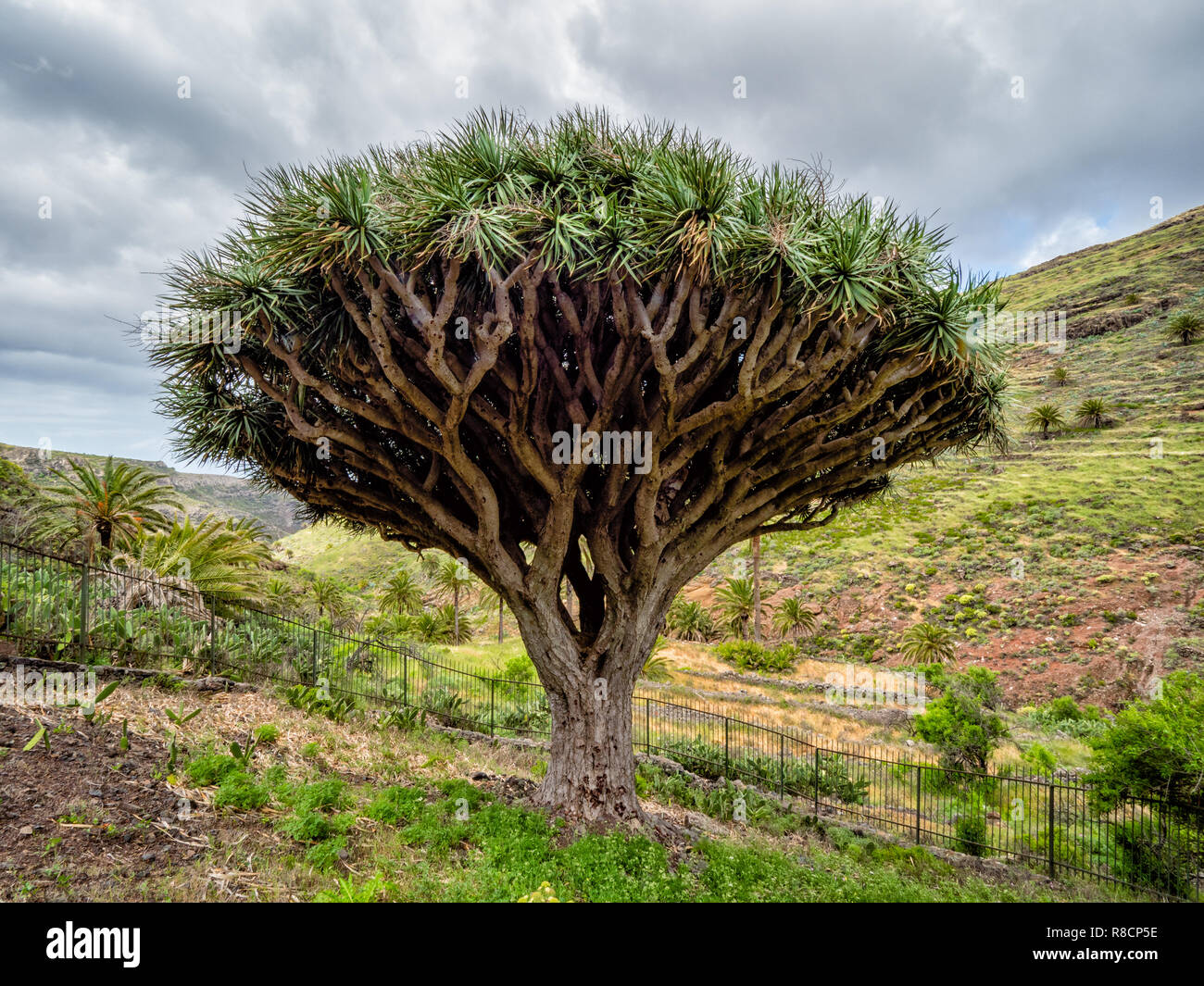 The Dragon Tree of Agalan - a revered and reputedly ancient Dracaena ...