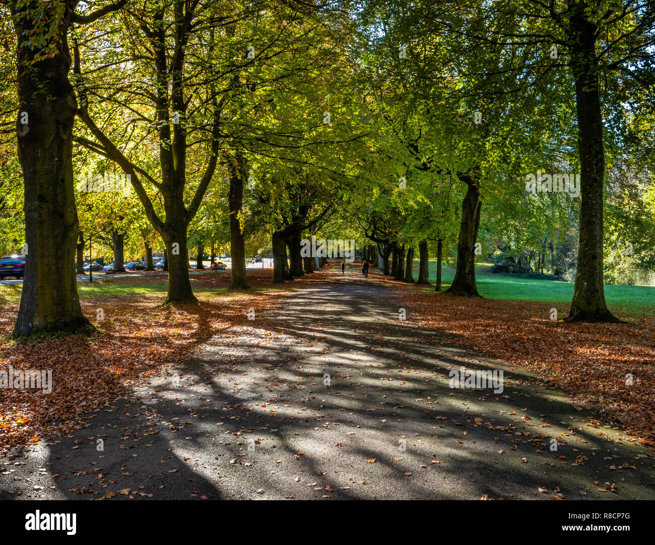 Dappled with sunlight hi-res stock photography and images - Alamy