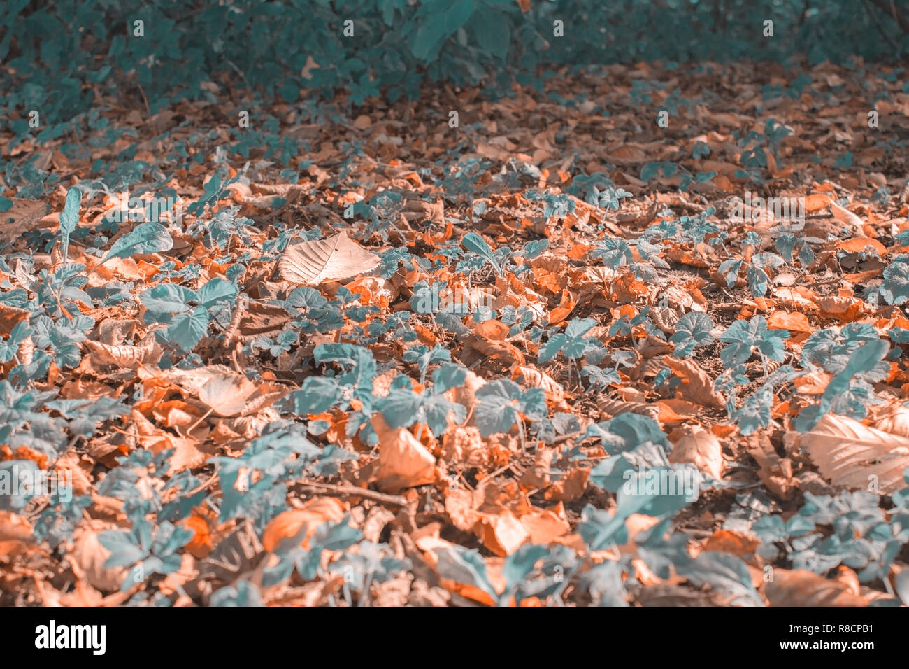 autumn leaves on the ground in the autumn forest or park tint teal and ...