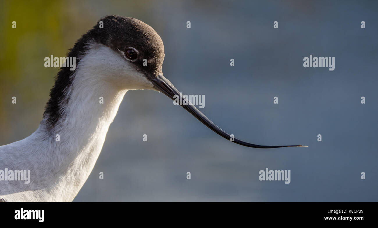 Retrousse bill of a young avocet Recurvirostra avosetta used to skim ...