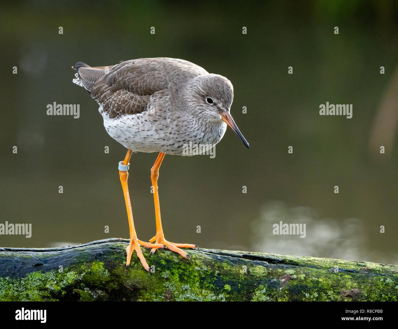 Juvenile redshank Tringa totanus on a log at Slimbridge Gloucestershire ...
