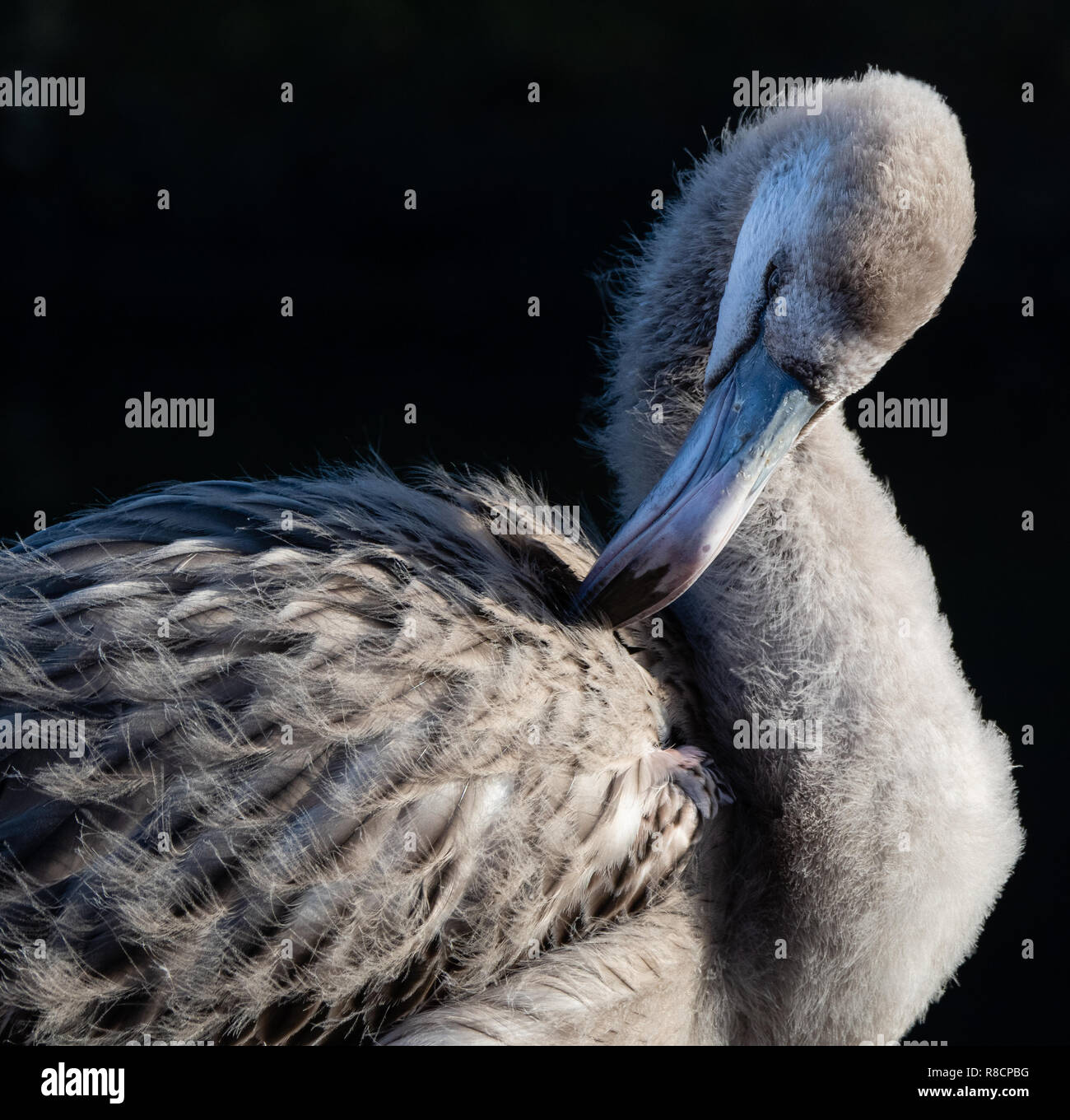 Grey flamingo hi-res stock photography and images - Alamy