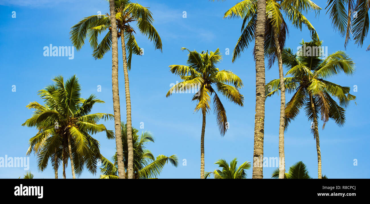 Bermuda palm trees hi-res stock photography and images - Alamy