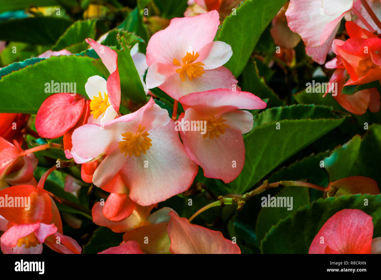 Ice begonias hi-res stock photography and images - Alamy