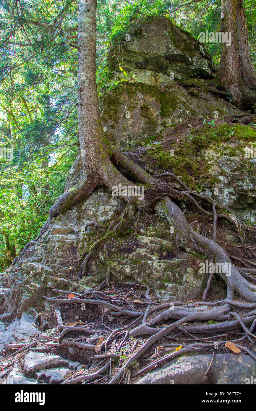 Big massive tree roots hi-res stock photography and images - Alamy