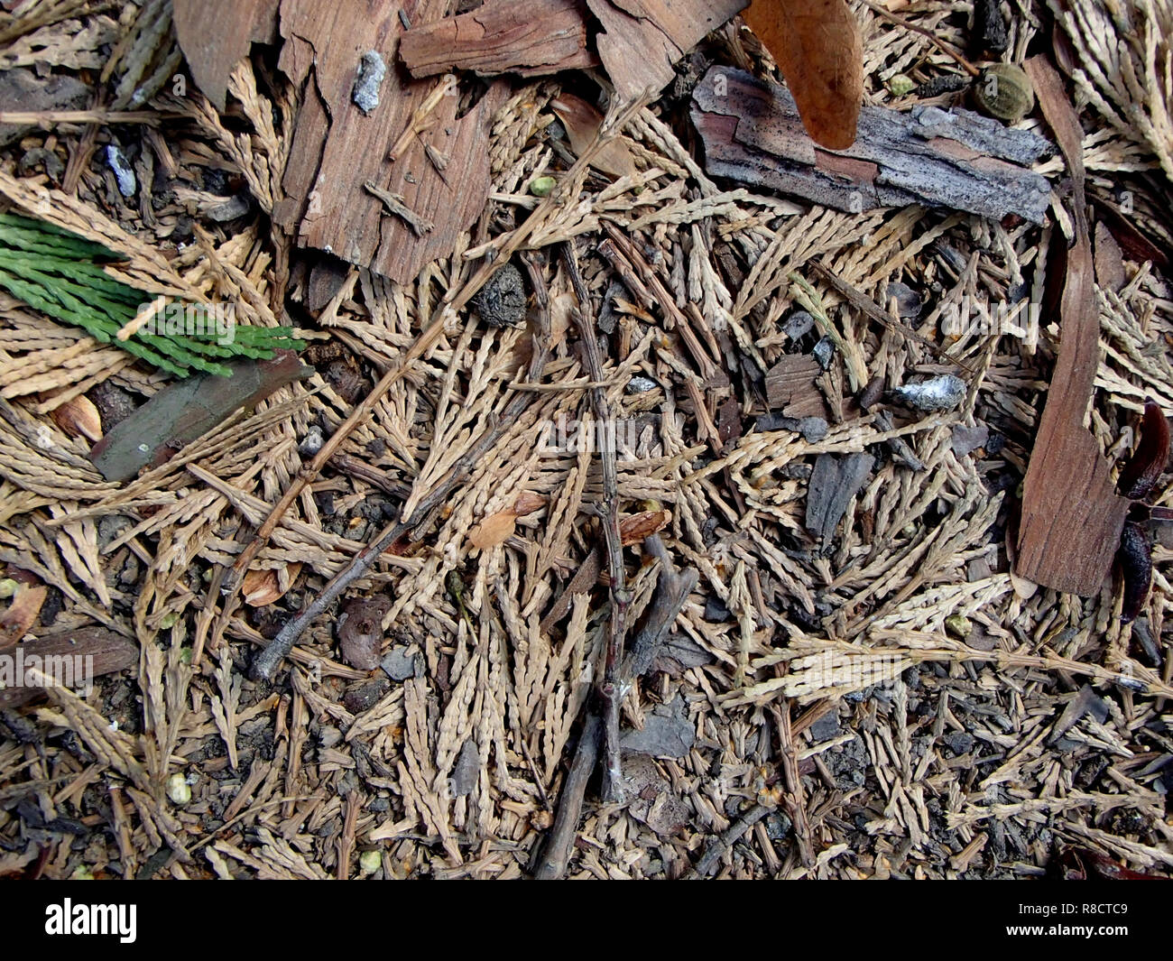 Ground bark hi-res stock photography and images - Alamy