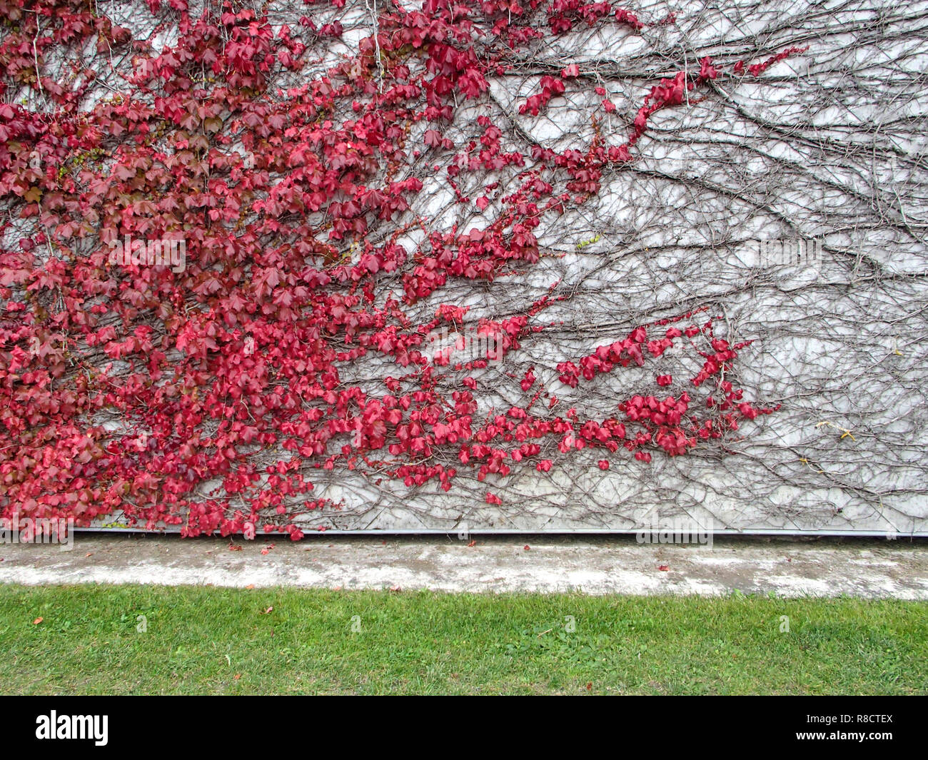 Red Virginia Creeper on a White Wall Stock Photo - Alamy