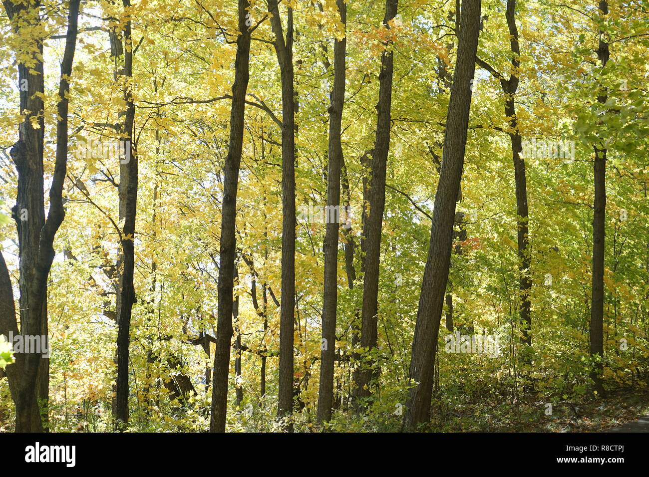 Fall Autumn Yellow Leaves Tree Stock Photo - Alamy