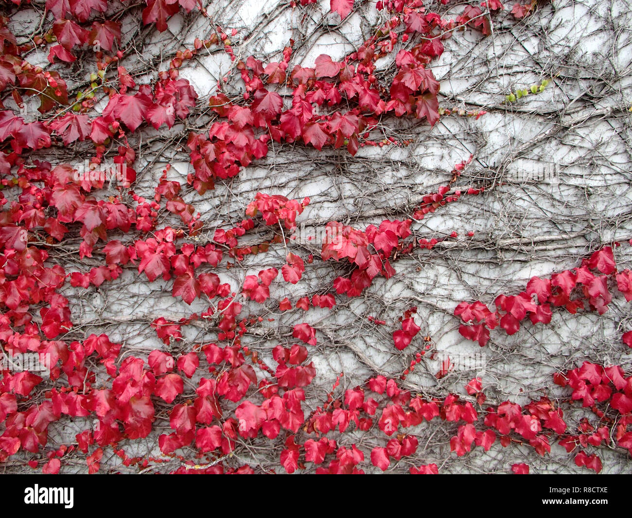 White wall red leaves hi-res stock photography and images - Alamy