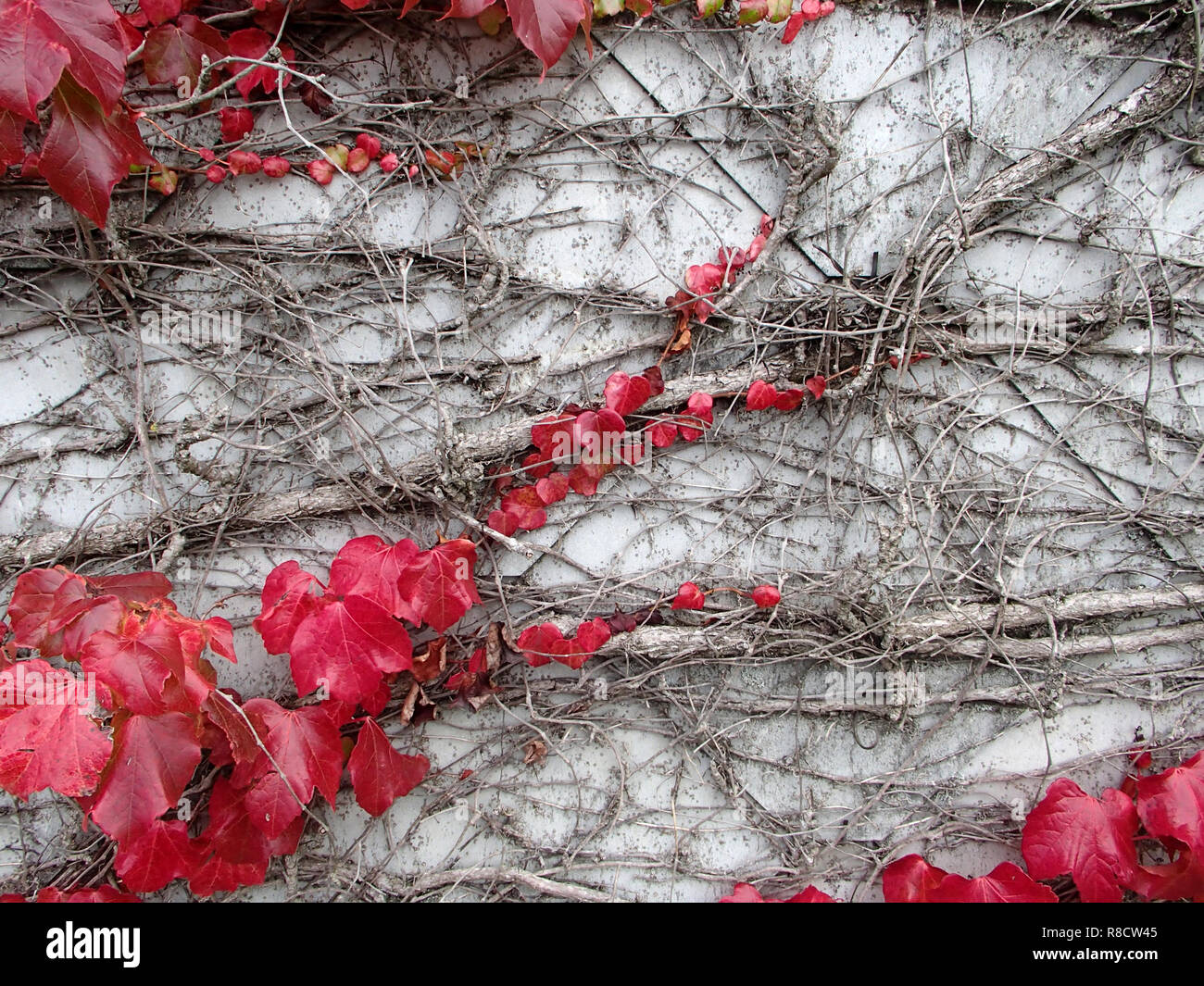 White wall red leaves hi-res stock photography and images - Alamy