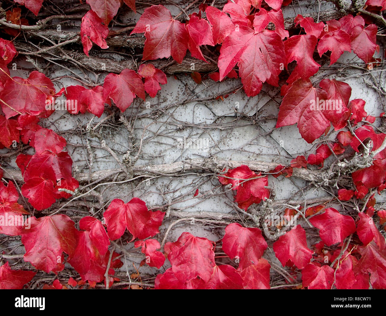 Creeper texture on wall hi-res stock photography and images - Alamy