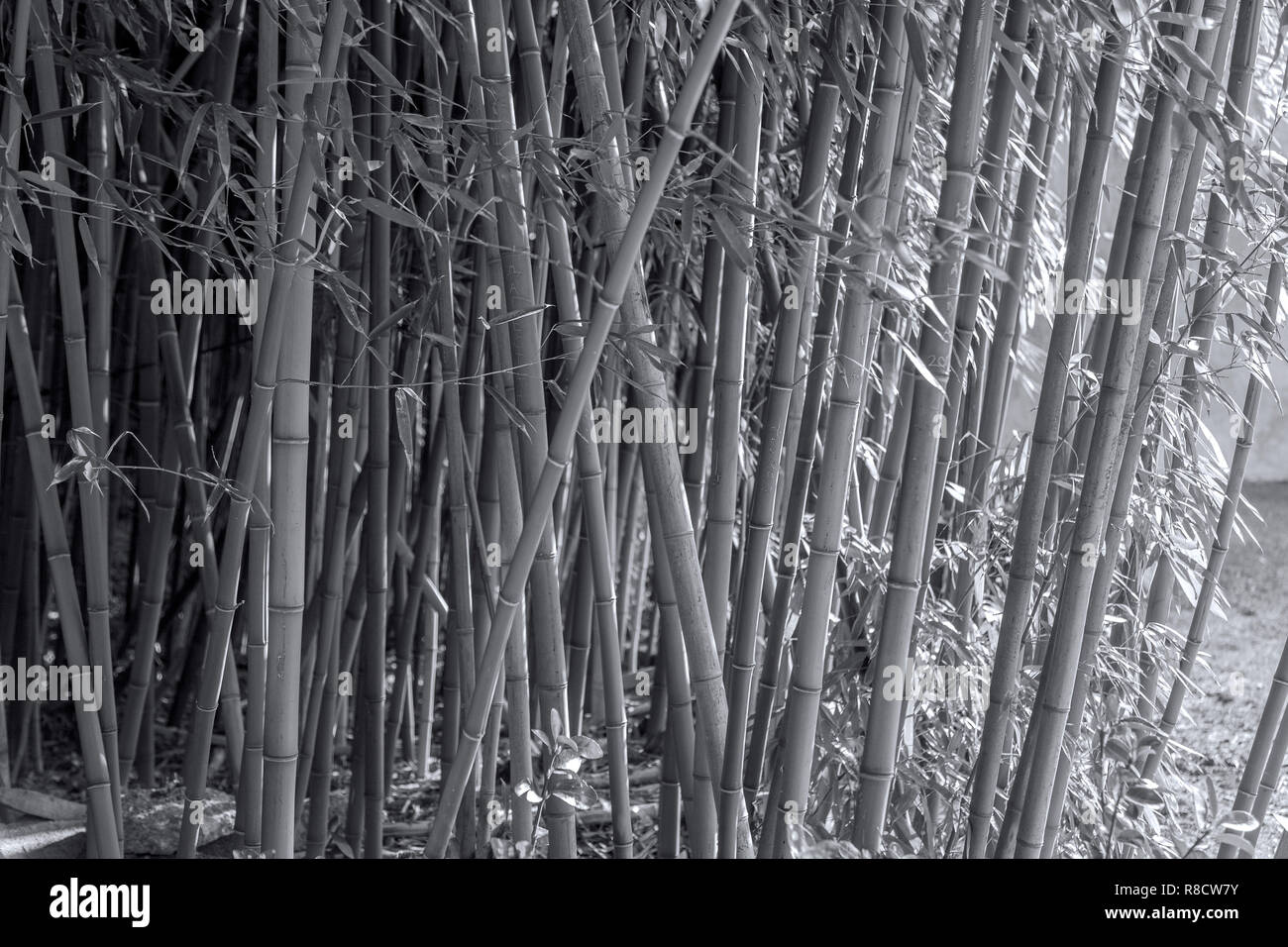 Thick bamboo trunks hi-res stock photography and images - Alamy