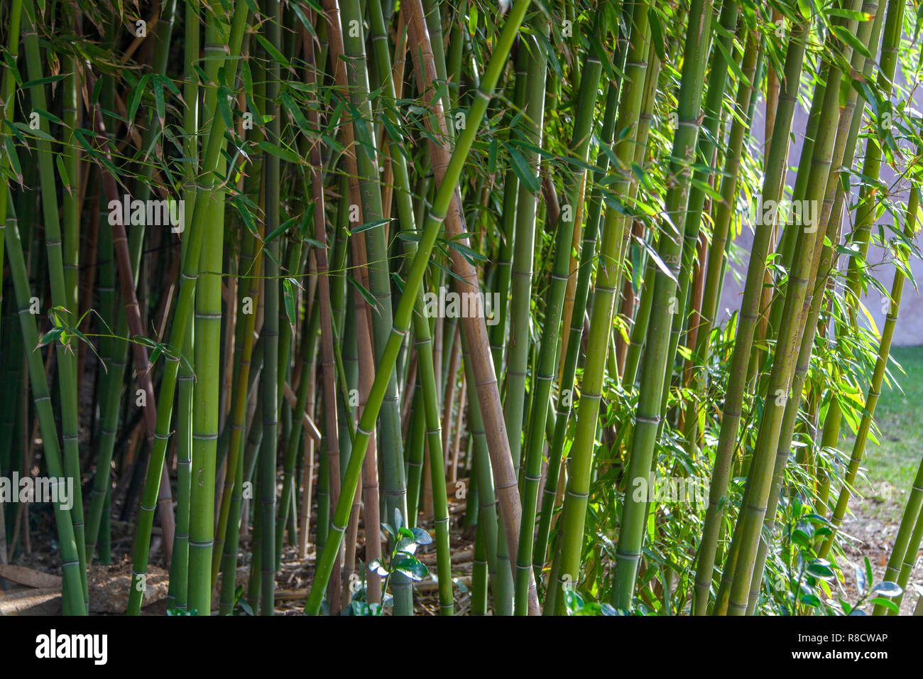 Bamboo plant hi-res stock photography and images - Alamy