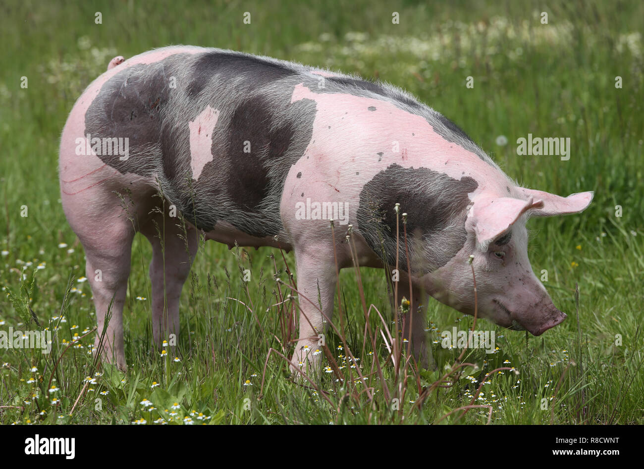 Beautiful young petrain breed pig posing on summer meadow Stock Photo ...