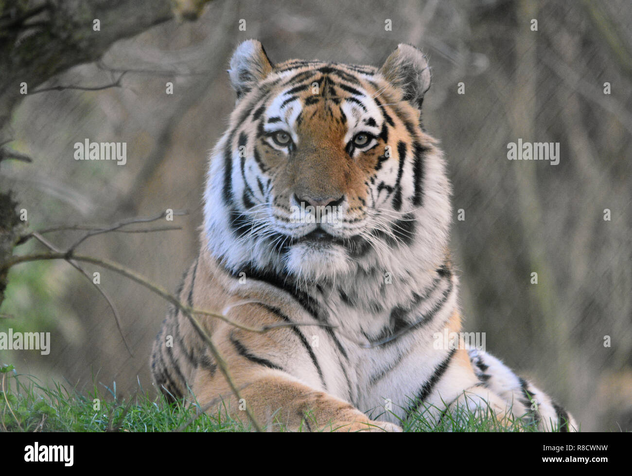 Siberian Tiger Russia Stock Photos & Siberian Tiger Russia Stock Images ...
