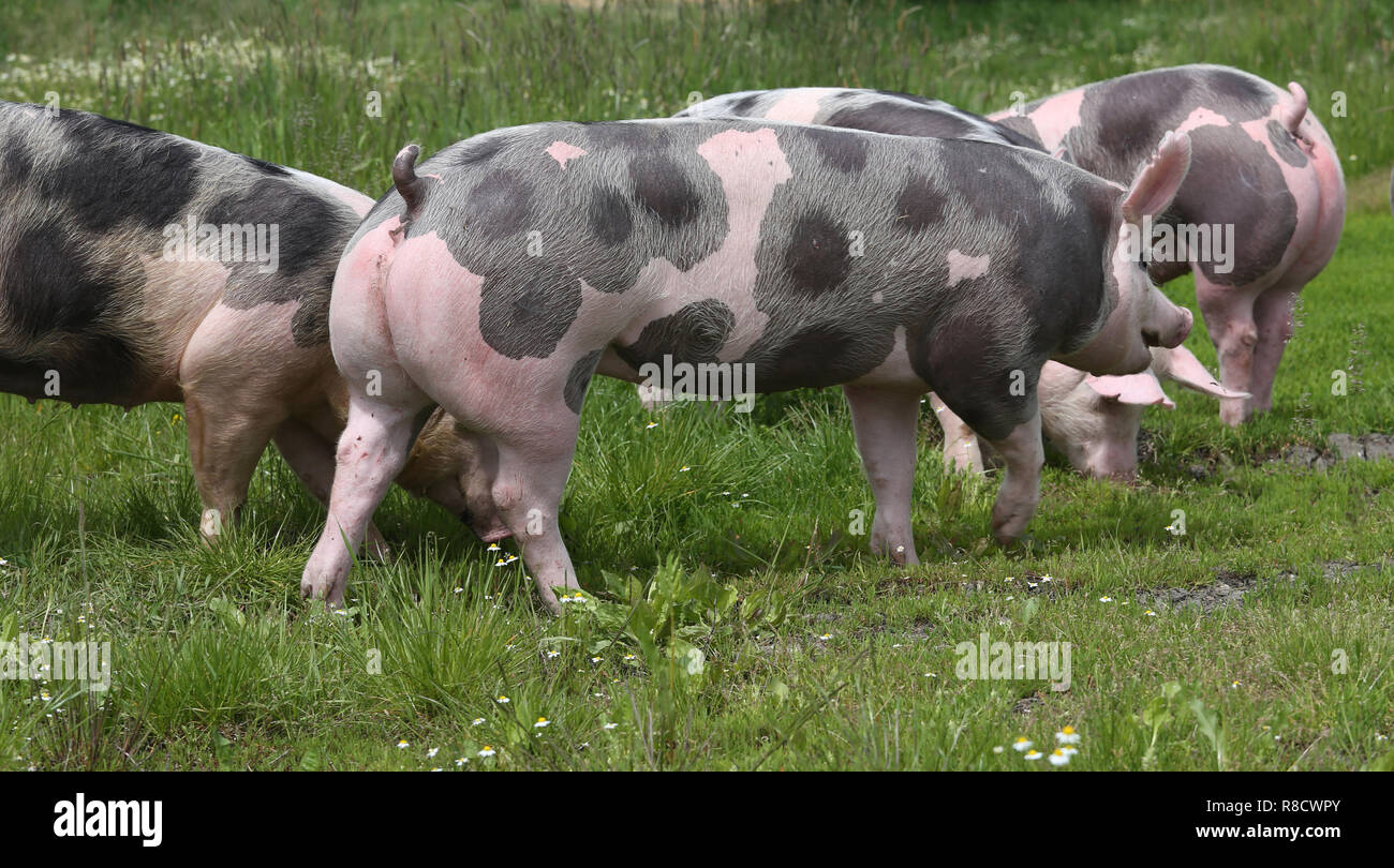 Beautiful young petrain breed pig posing on summer meadow. Healthy ...
