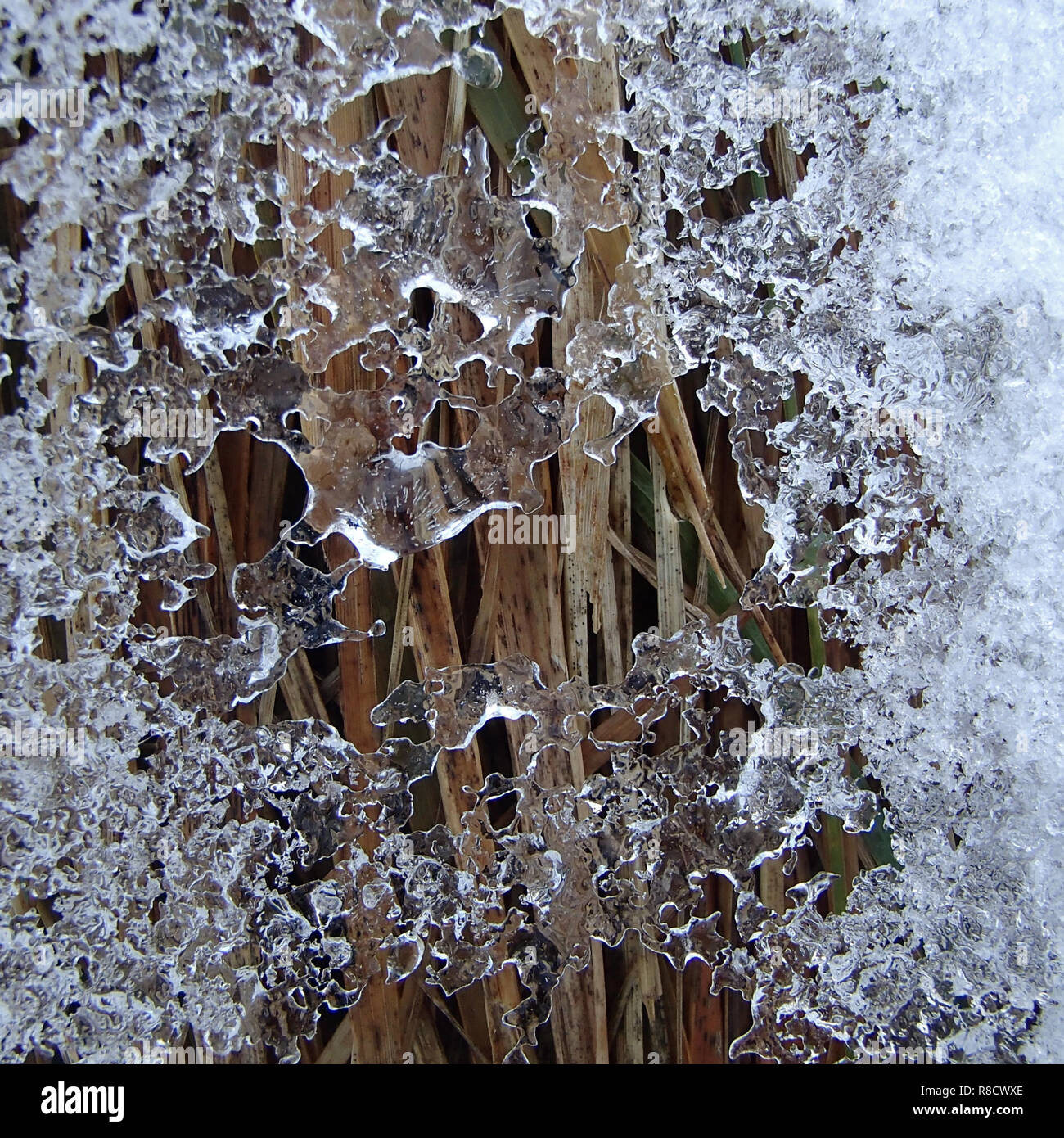 Transparent Melting and Crackling Ice over Brown Grass Stock Photo - Alamy