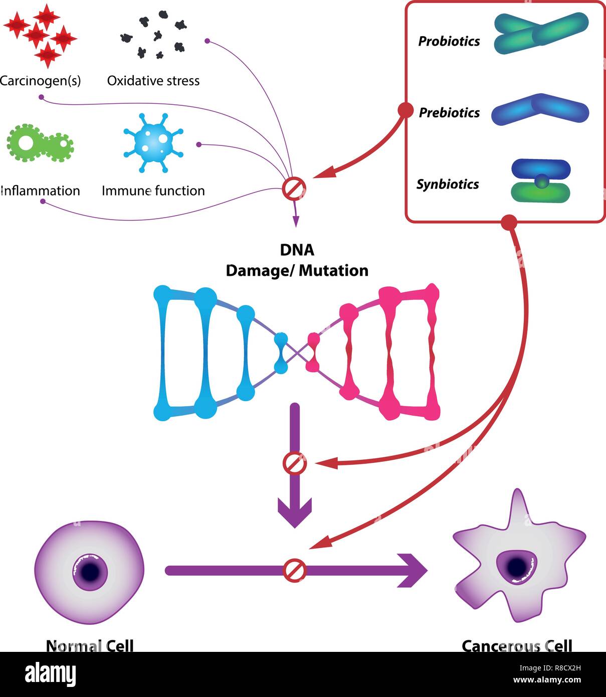 Probiotic bacteria prevent DNA damage and mutation, prevent the ...
