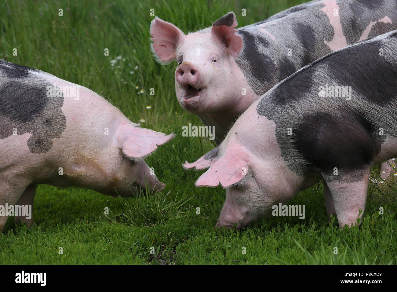 Group of pigs farming raising breeding in animal farm rural scene ...