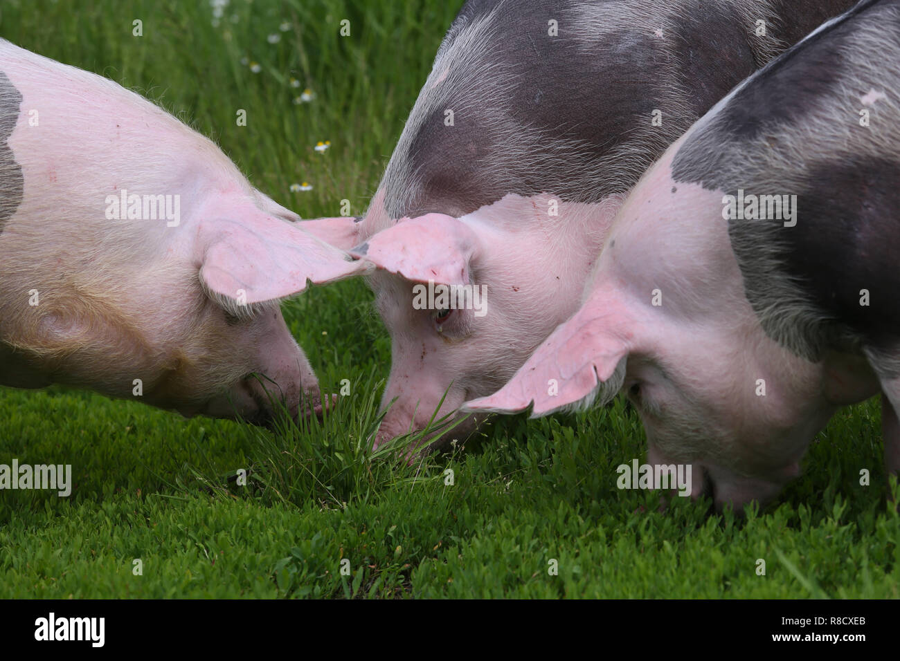 Group of pigs farming raising breeding in animal farm rural scene ...