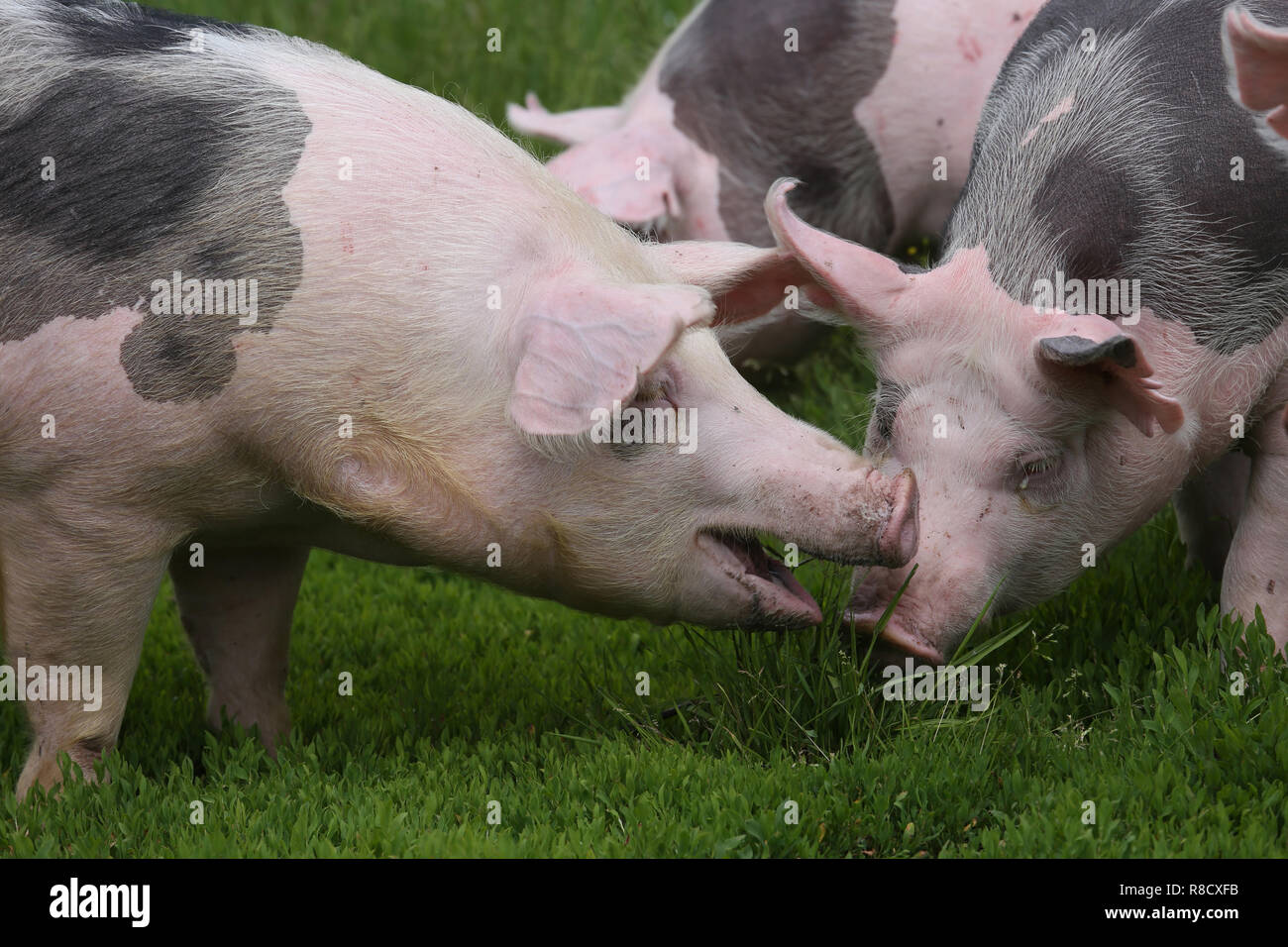 Healthy young pigs grazing on the green meadow summertime Stock Photo ...