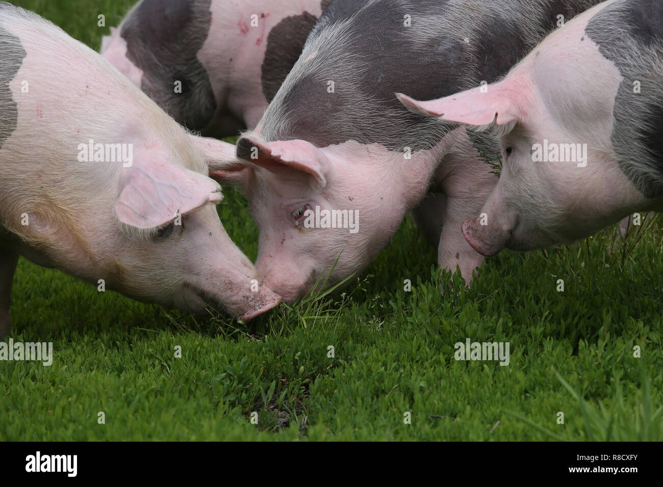 Group of young pigs on summer pasture. Healthy young pigs grazing on ...