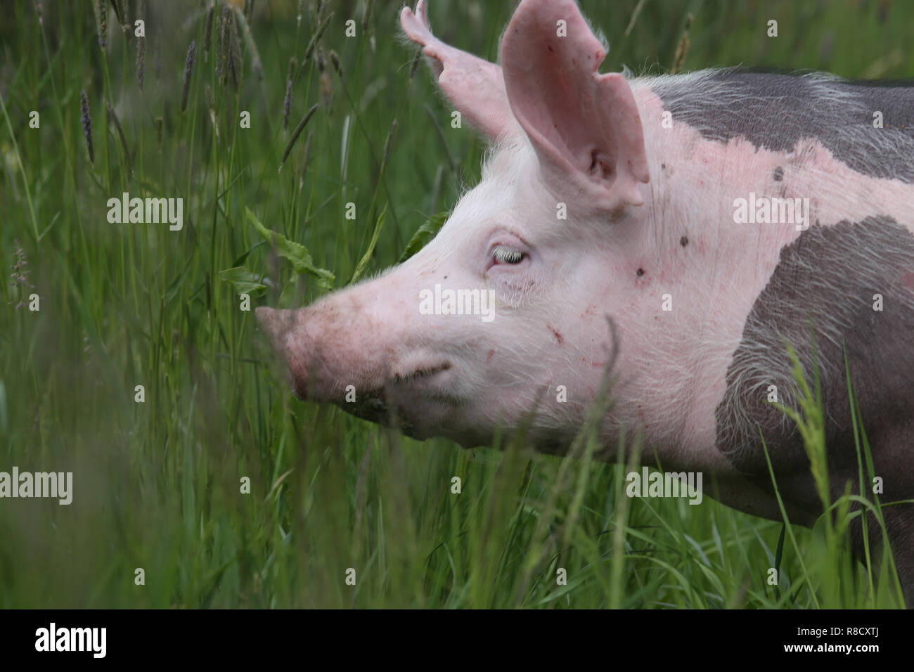 Head shot closeup of a young pietrain pig on the meadow. Healthy young ...