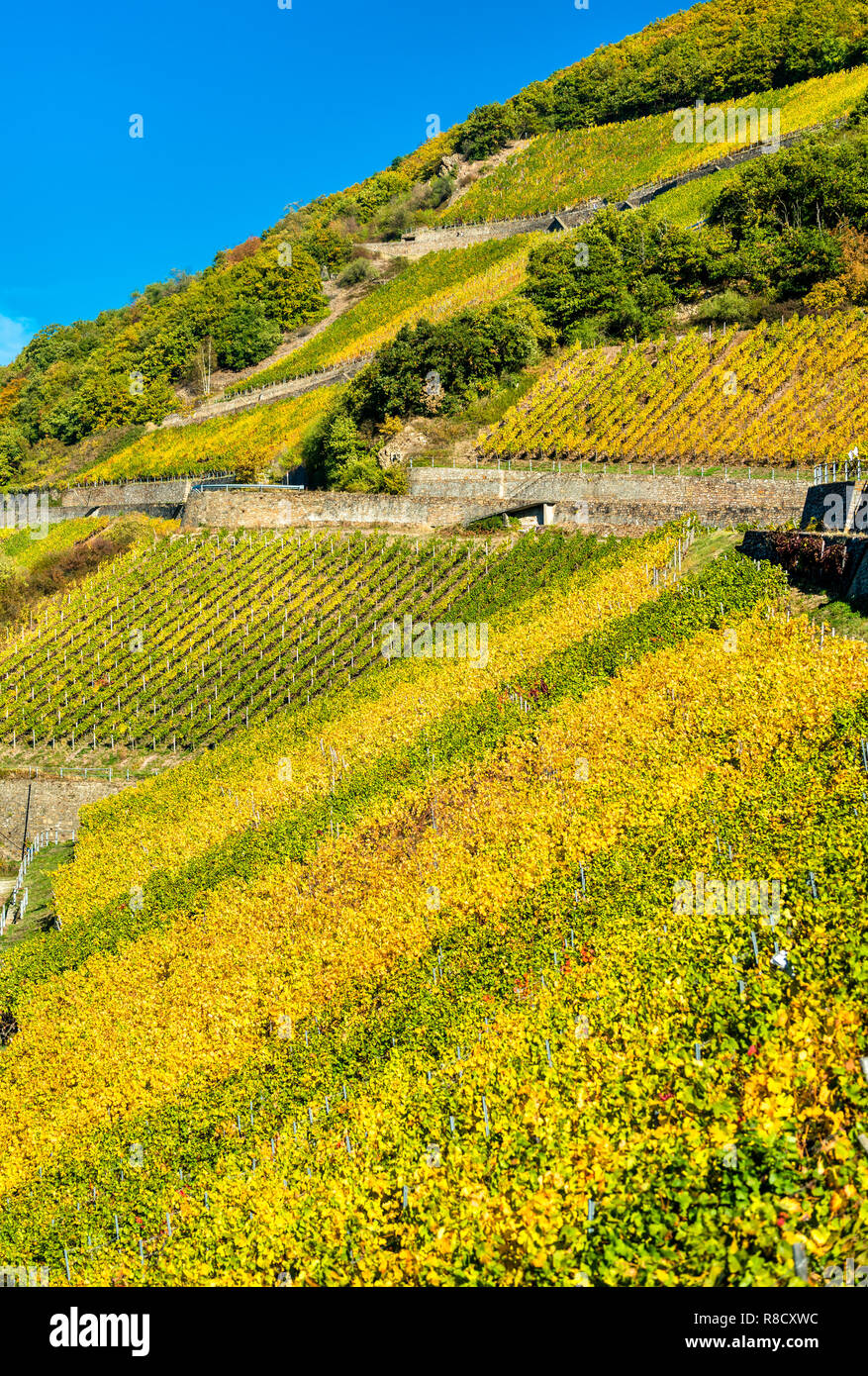 Rheingau vineyards at Assmannshausen in the Upper Middle Rhine Valley ...