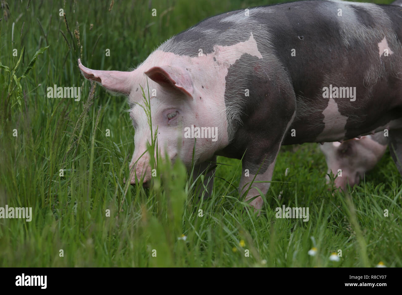 Head shot closeup of a young pietrain pig on the meadow. Healthy young ...