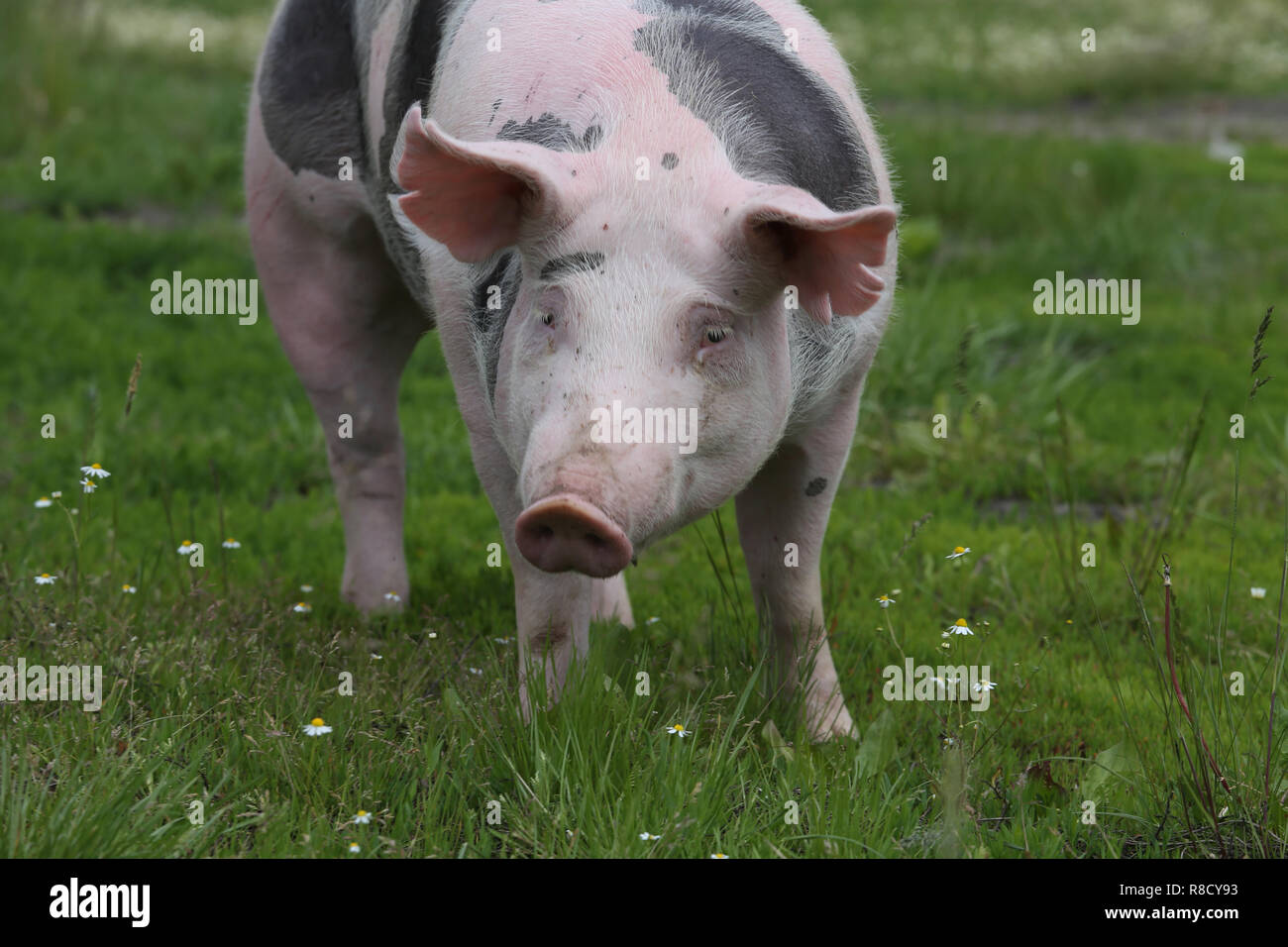 Healthy young pigs grazing on the green meadow summertime Stock Photo ...