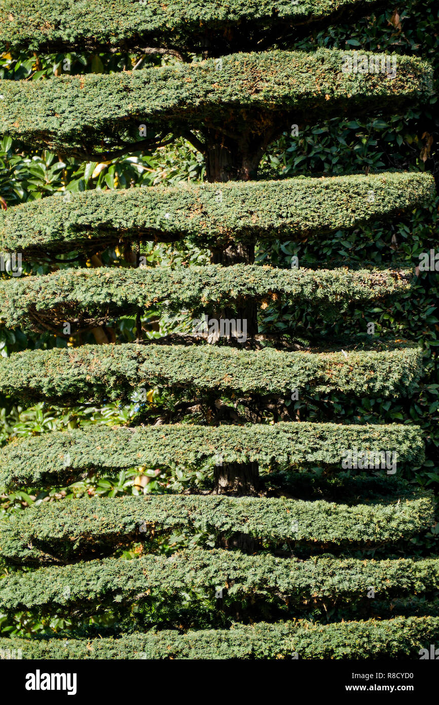 Sculpted fir tree, Retiro Park - Parque del Retiro, Madrid, Spain Stock ...
