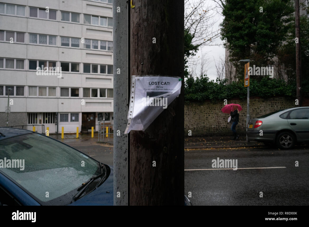 A Crumpled Poster for a Missing Cat Stock Photo - Alamy